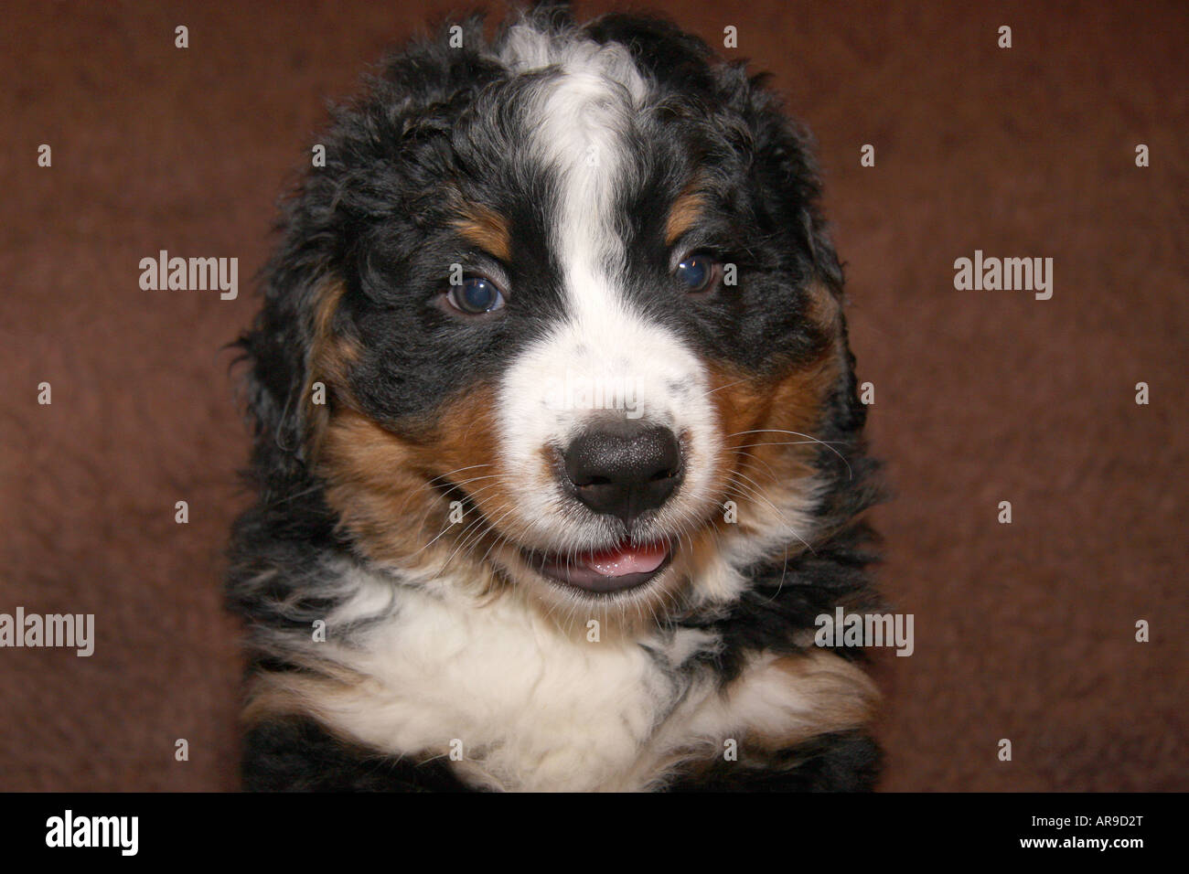 Burmese Mountain Dog (Puppy Stock Photo - Alamy