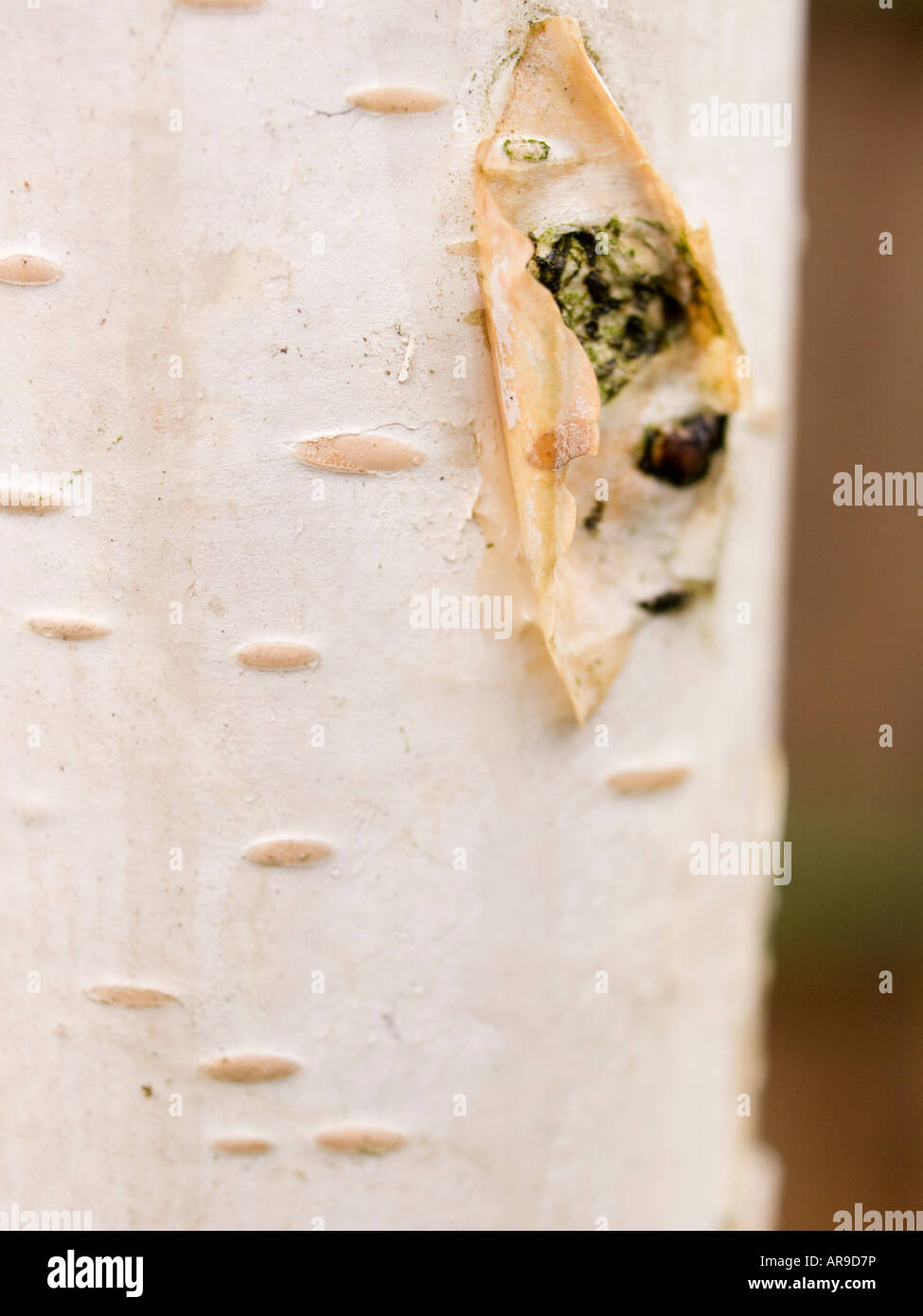 Notch detail hi-res stock photography and images - Alamy