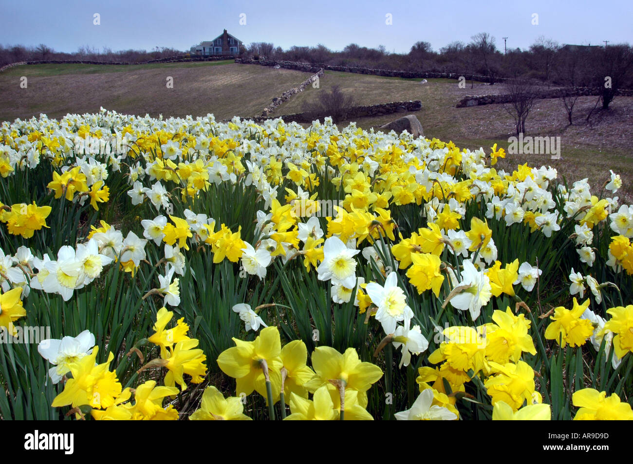 field of flowers colorful landscape Block Island Rhode Island USA RI ...