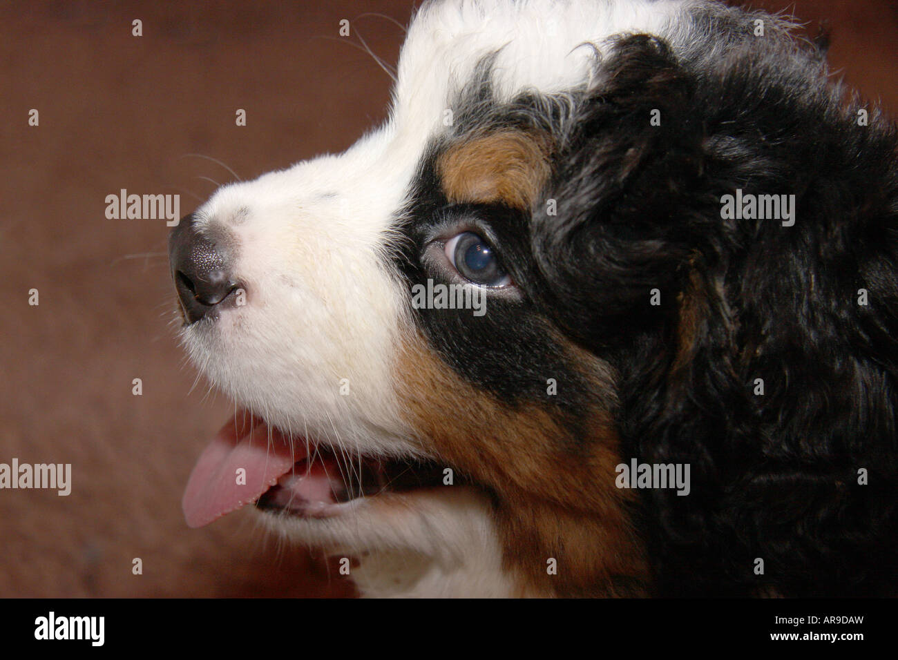 Burmese mountain dog hi-res stock photography and images - Alamy