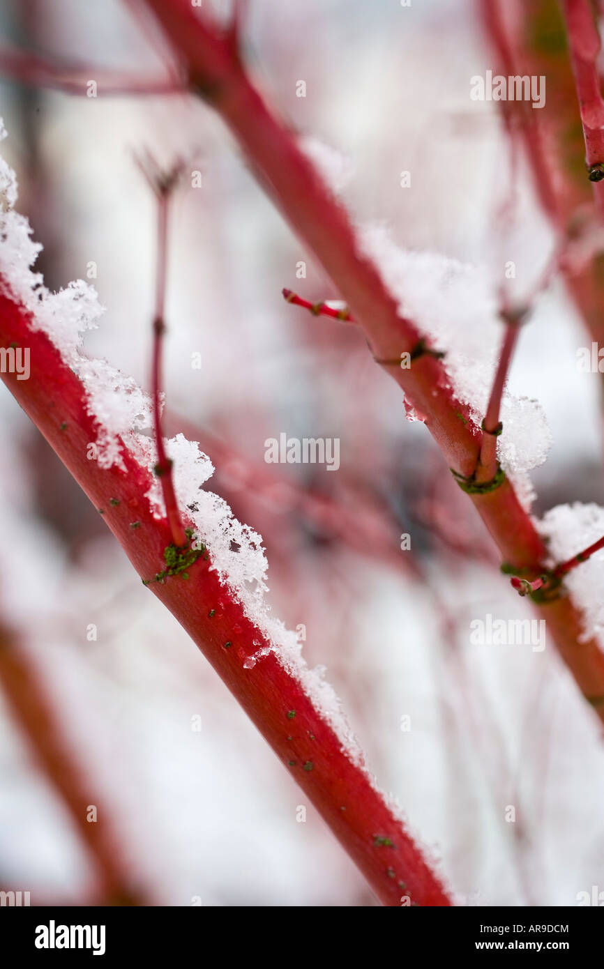 Snow and ice crystals hang from branch of coral bark maple tree Acer ...