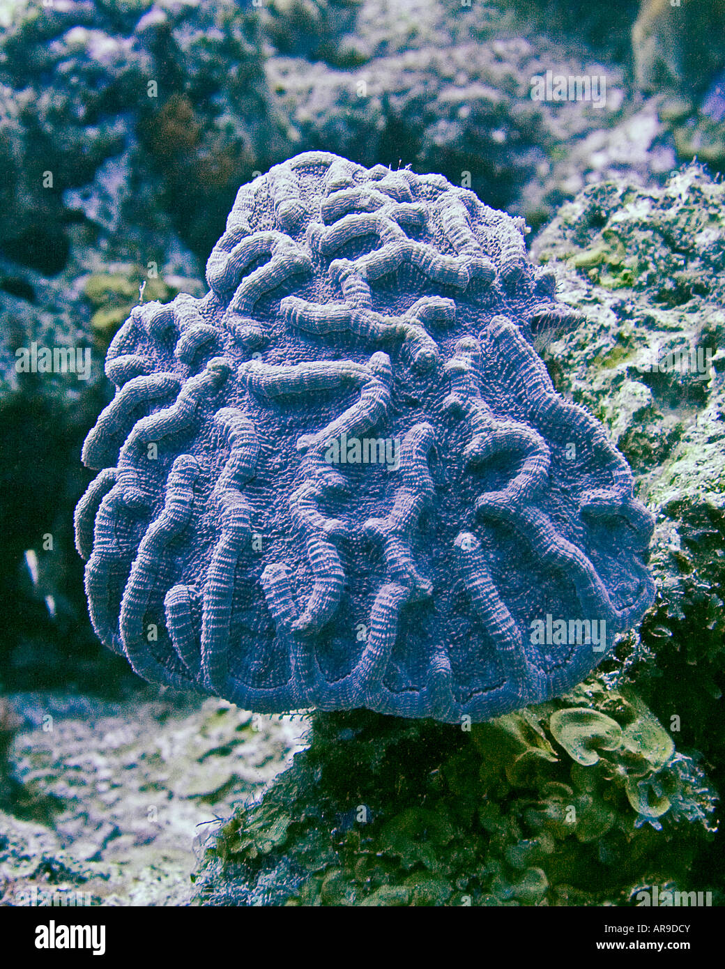 Head of brain coral (Diploria spp Stock Photo - Alamy