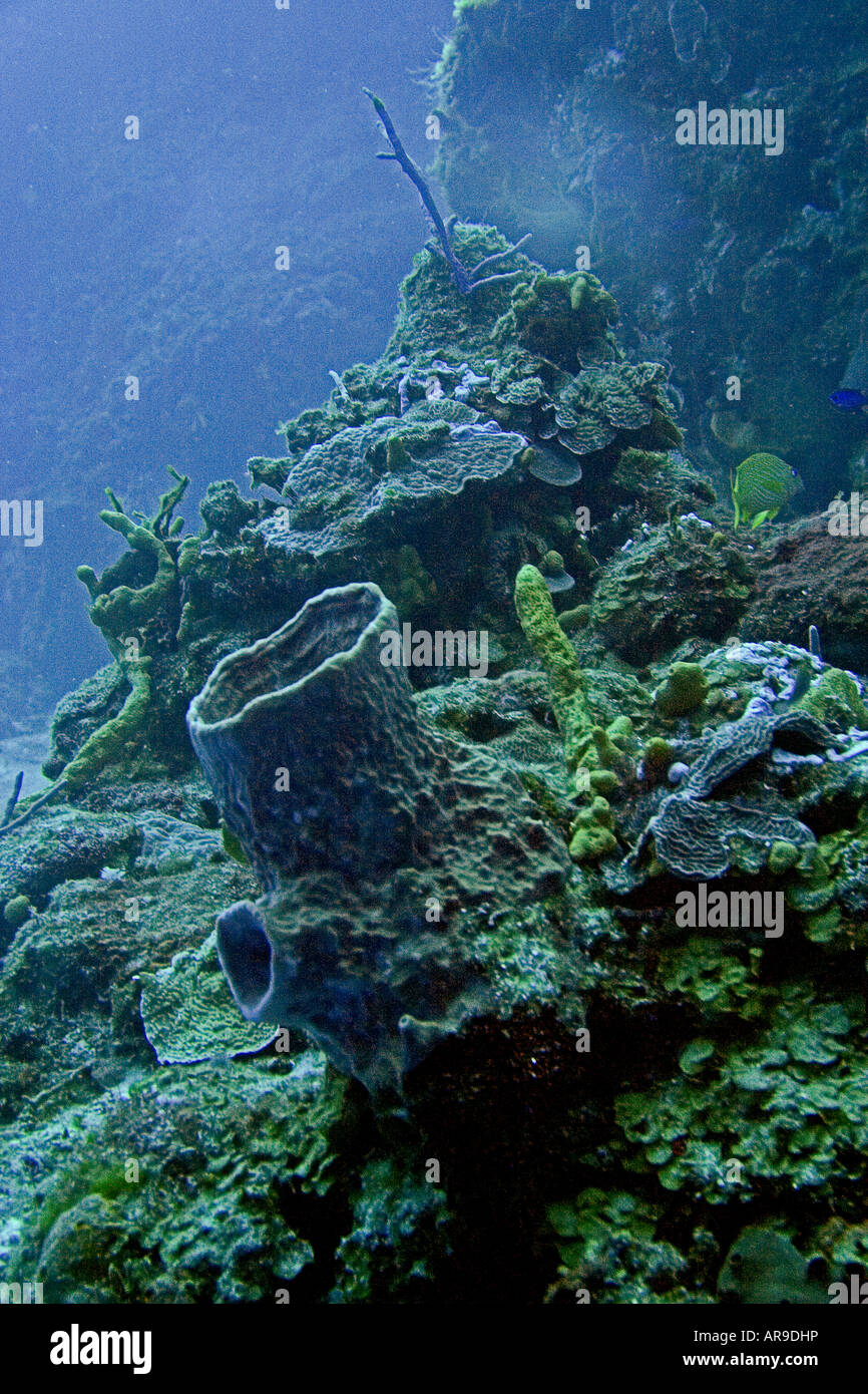 Deep sea sponge atlantic hi-res stock photography and images - Alamy