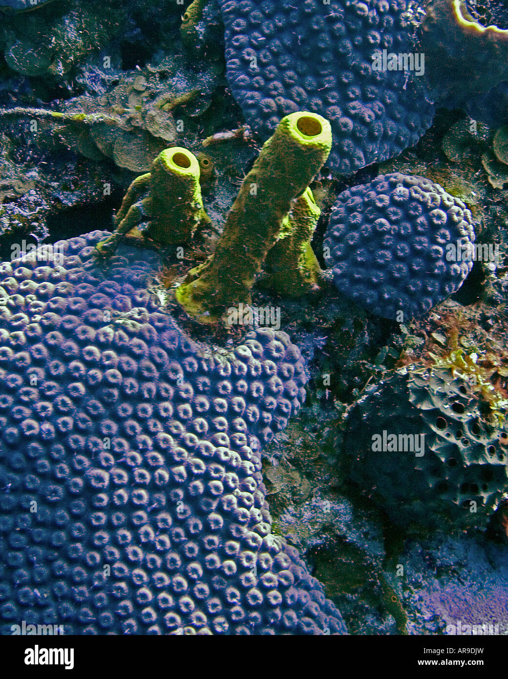 Variable boring sponge hi-res stock photography and images - Alamy