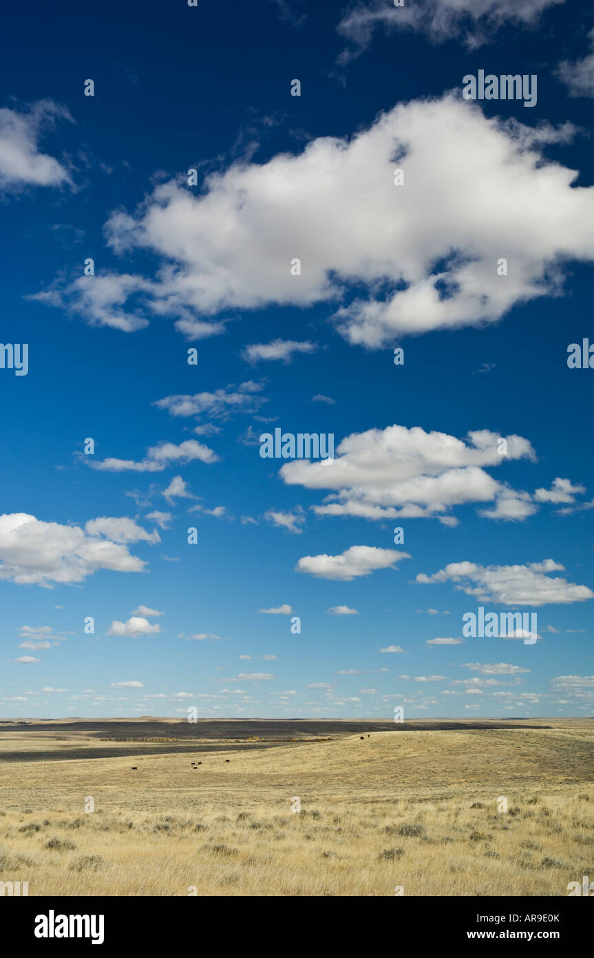 Mosby montana hi-res stock photography and images - Alamy