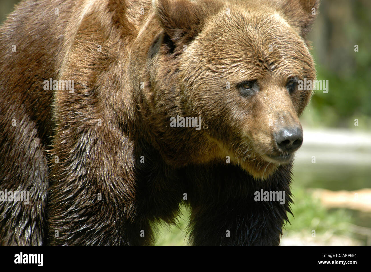 Swift bear hi-res stock photography and images - Alamy