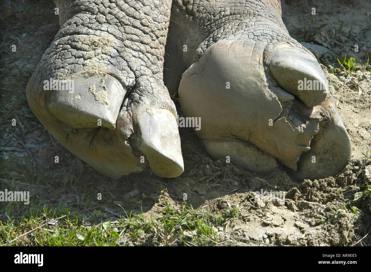 Indian rhinoceros foot rhinoceros unicornis hi-res stock photography ...