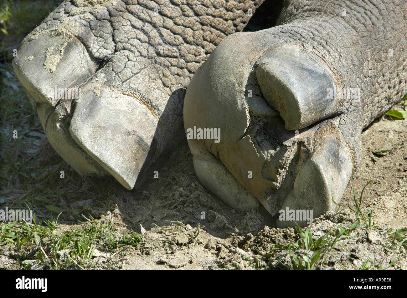 Indian rhinoceros foot rhinoceros unicornis hi-res stock photography ...