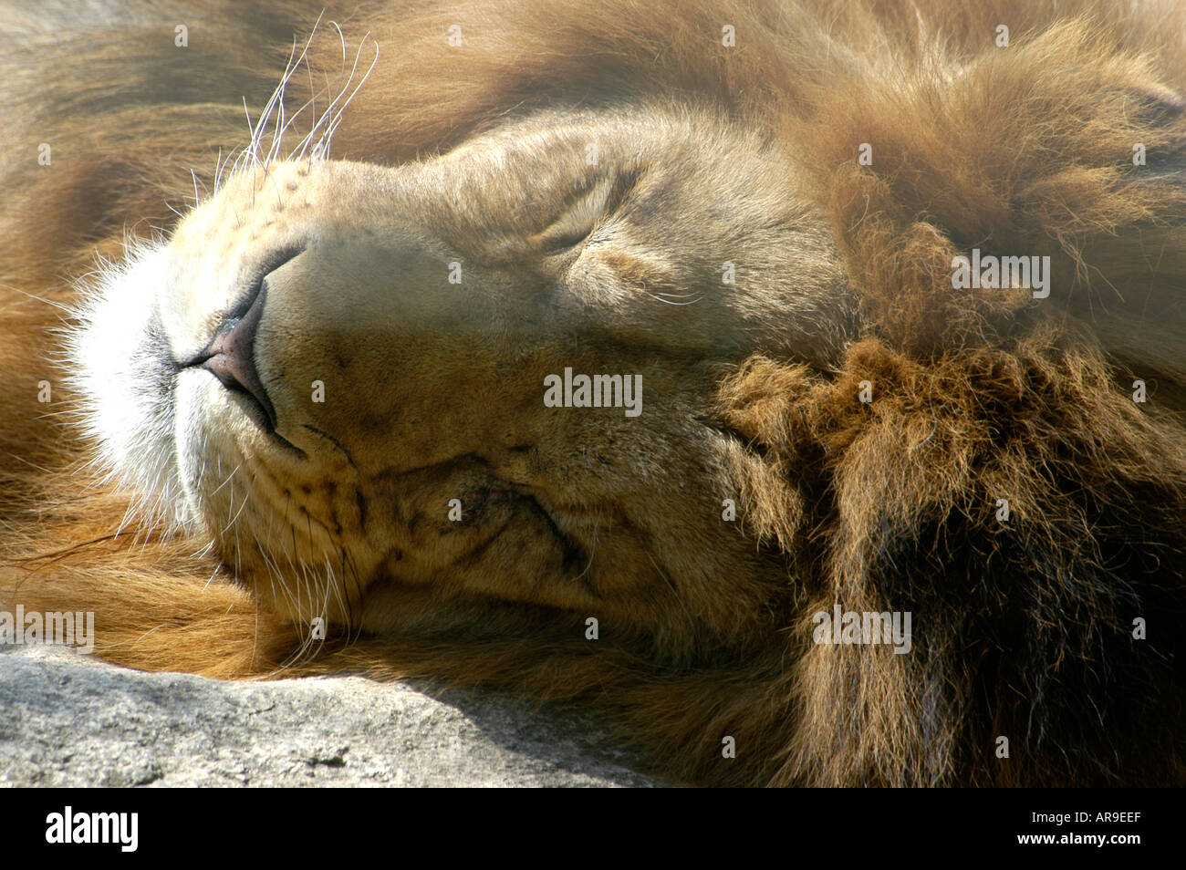 sleeping male lion Stock Photo - Alamy