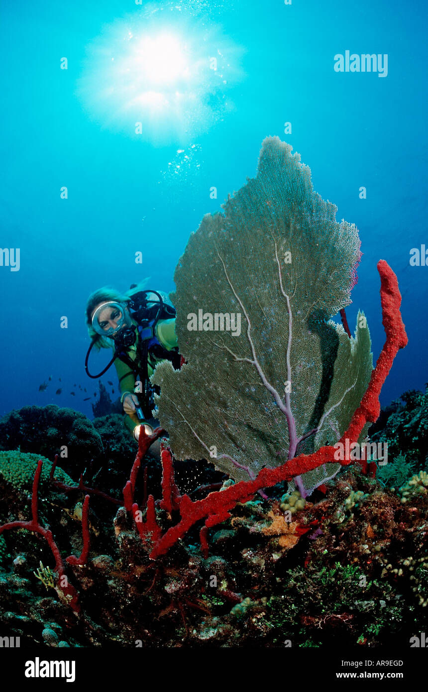 Caribbean coral reef punta cana hi-res stock photography and images - Alamy
