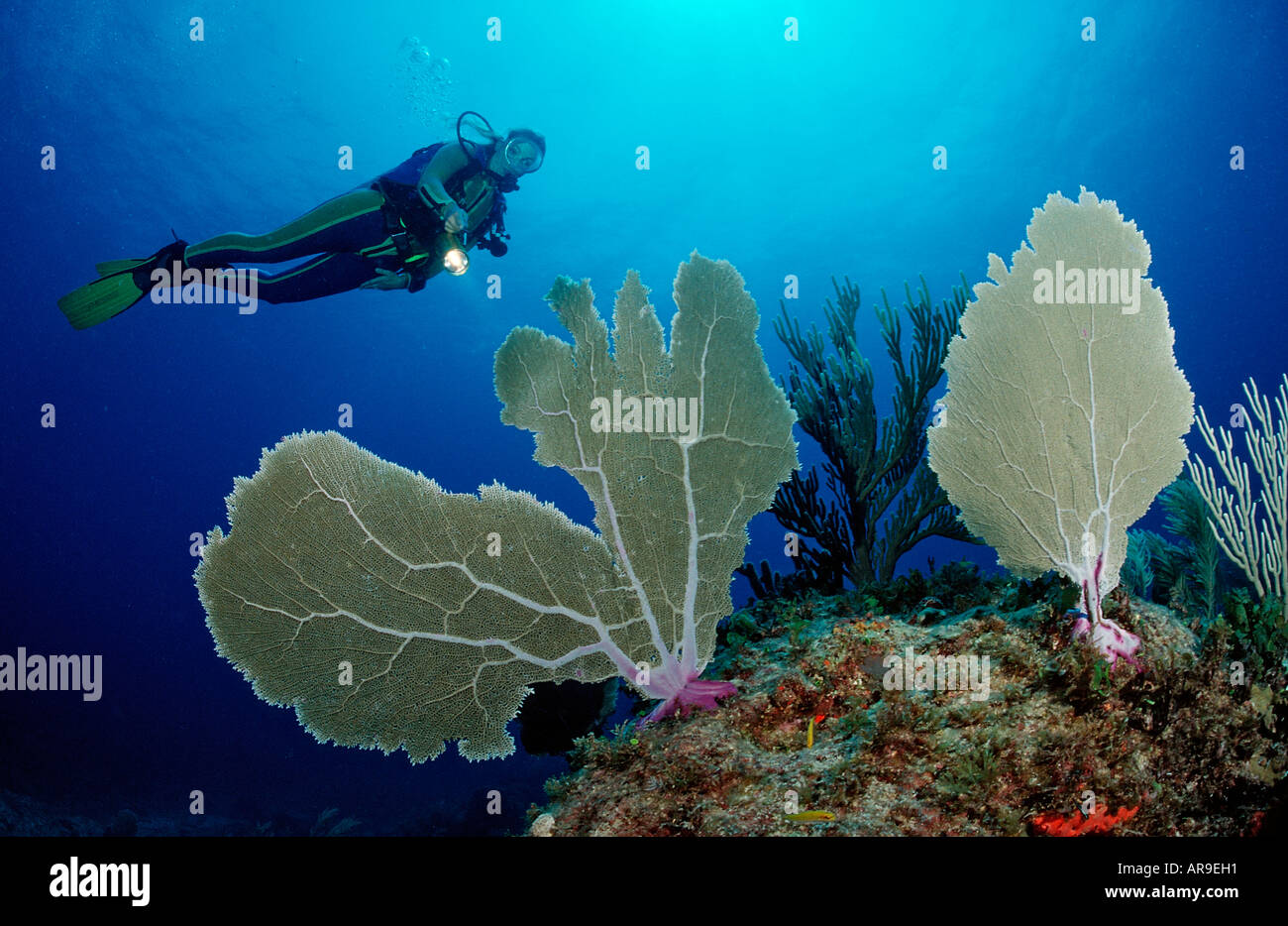 Coral reef and scuba diver Punta Cana Caribbean Sea Dominican Republic ...