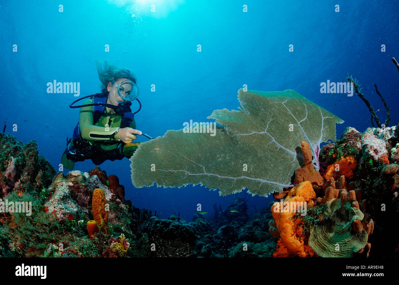 Caribbean coral reef punta cana hi-res stock photography and images - Alamy