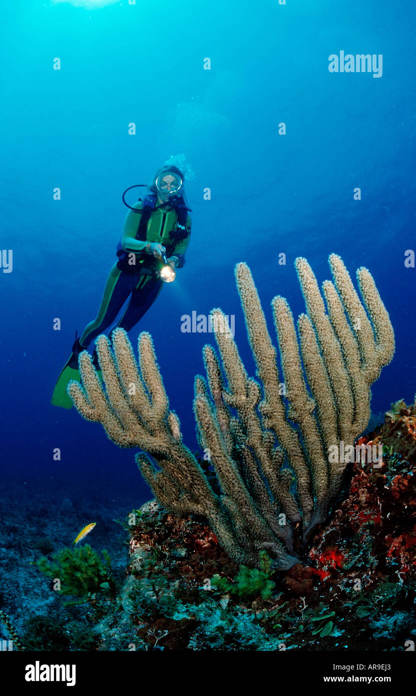 Caribbean sponge and scuba diver Aplysina fistularis Punta Cana ...
