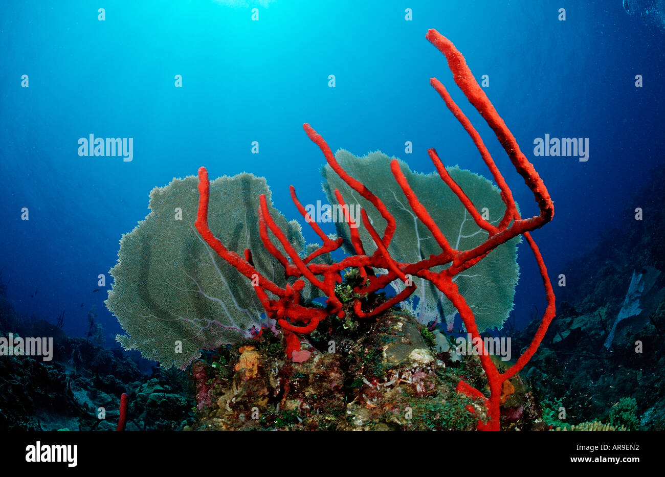 Caribbean coral reef Punta Cana Caribbean Sea Dominican Republic Stock ...