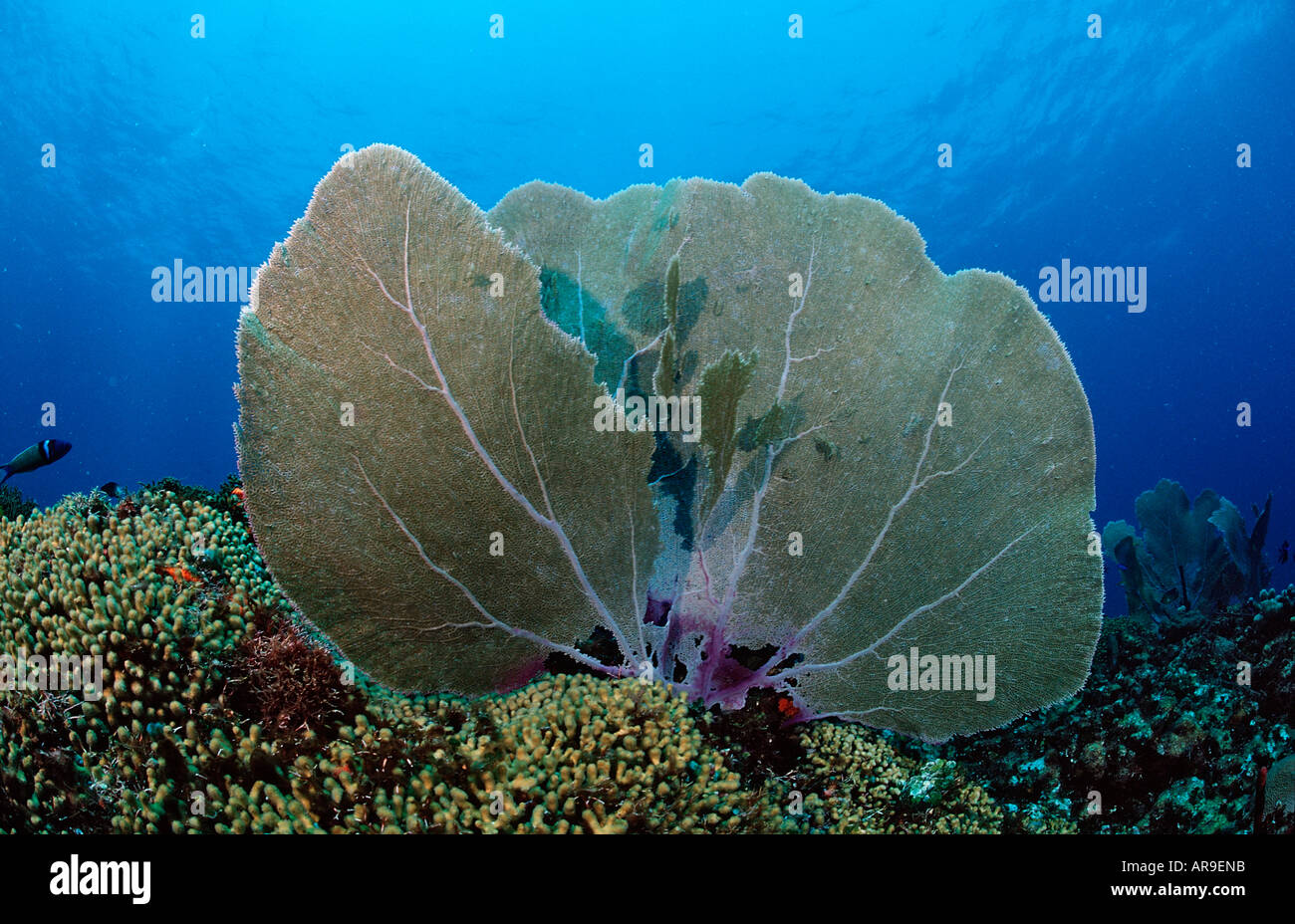 Caribbean coral reef Punta Cana Caribbean Sea Dominican Republic Stock ...
