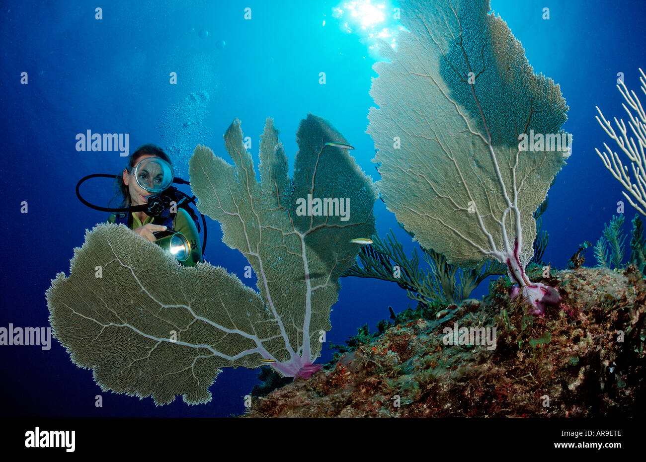 Caribbean coral reef punta cana hi-res stock photography and images - Alamy