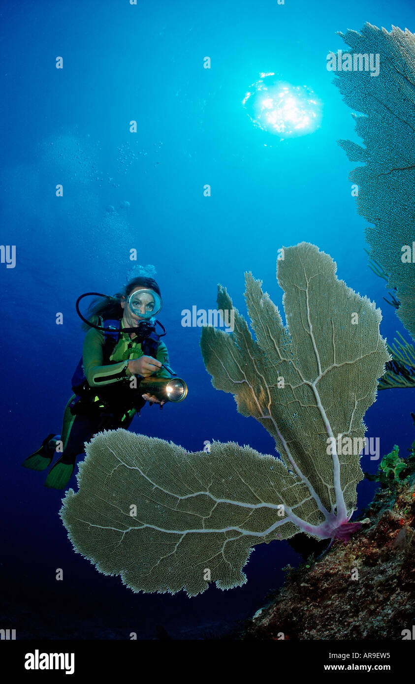 Coral reef and scuba diver Punta Cana Caribbean Sea Dominican Republic ...