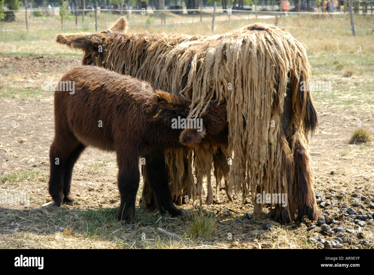 Traditional Poitevin donkeys at donkey sanctuary. Asinerie du Baudet du ...