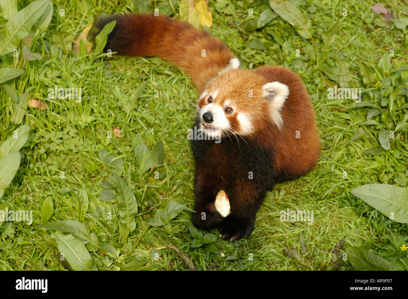 Panda eating fruit hi-res stock photography and images - Alamy
