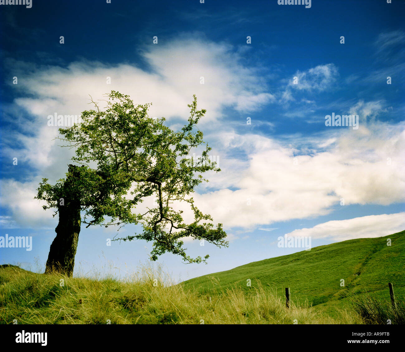single wind swept tree sky and hillside in Wales UK Stock Photo - Alamy