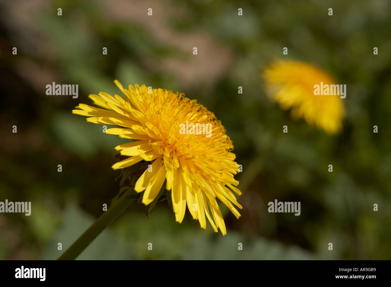 TWO YELLOW DANDELION FLOWERS GROWING IN GARDEN Stock Photo - Alamy