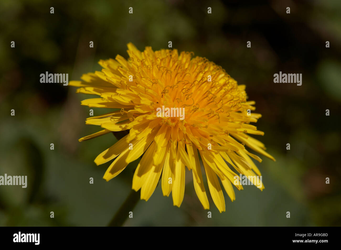 SINGLE YELLOW DANDELION FLOWER GROWING IN GARDEN Stock Photo - Alamy