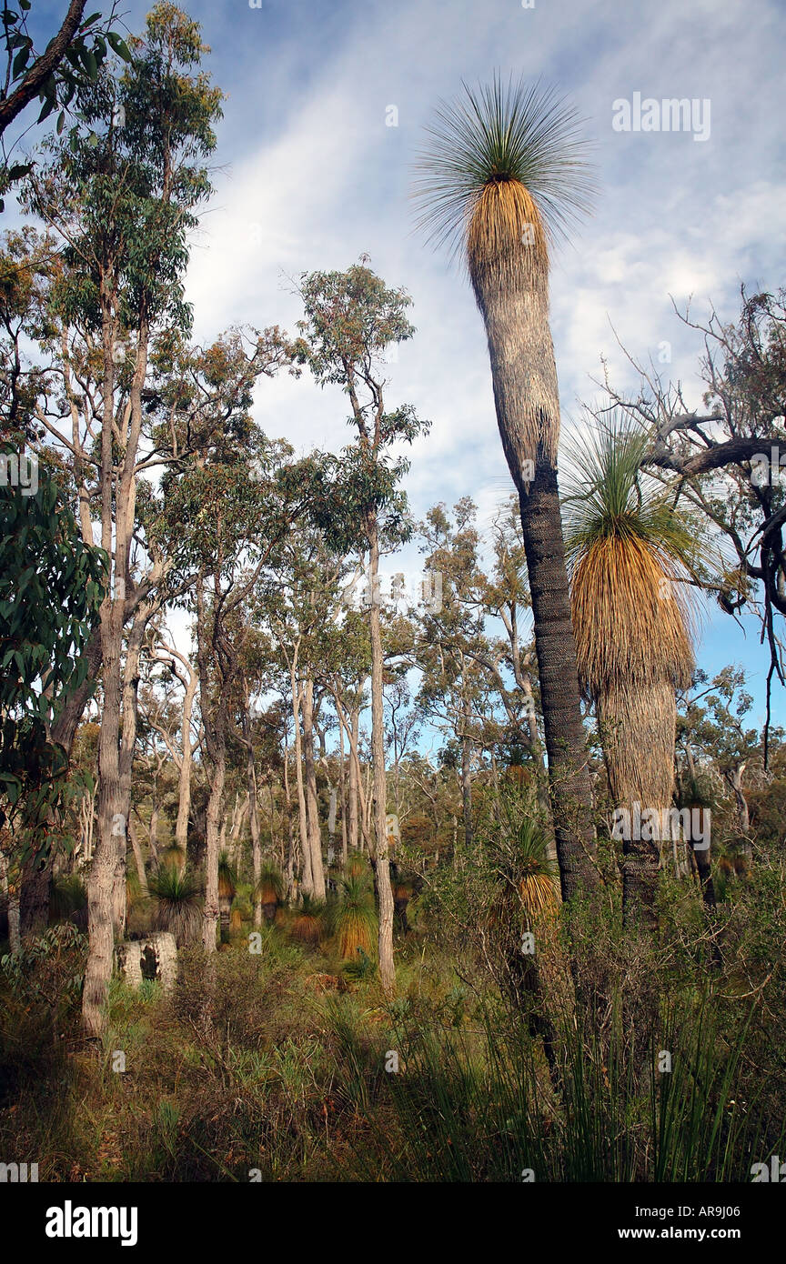Jarrah Tree