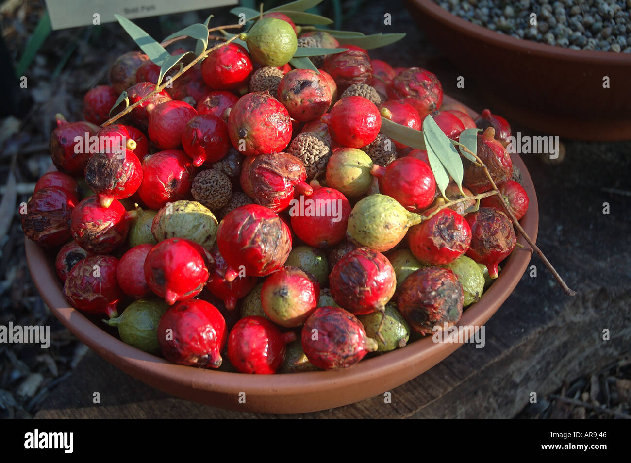 Quandong fruit (Santalum acuminatum), native Australian bush food Stock ...