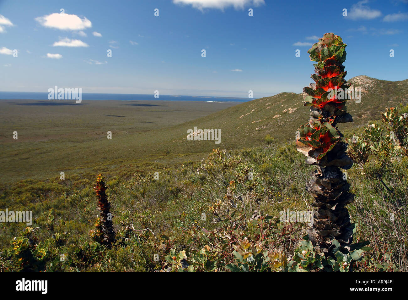 Royal hakea (Hakea victoriae) on the slopes of West Mount Barren Stock ...