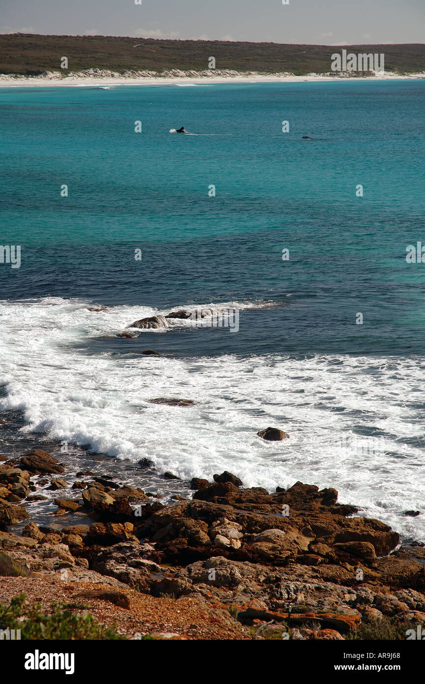 Whale frolicking off Point Ann Fitzgerald River National Park and ...