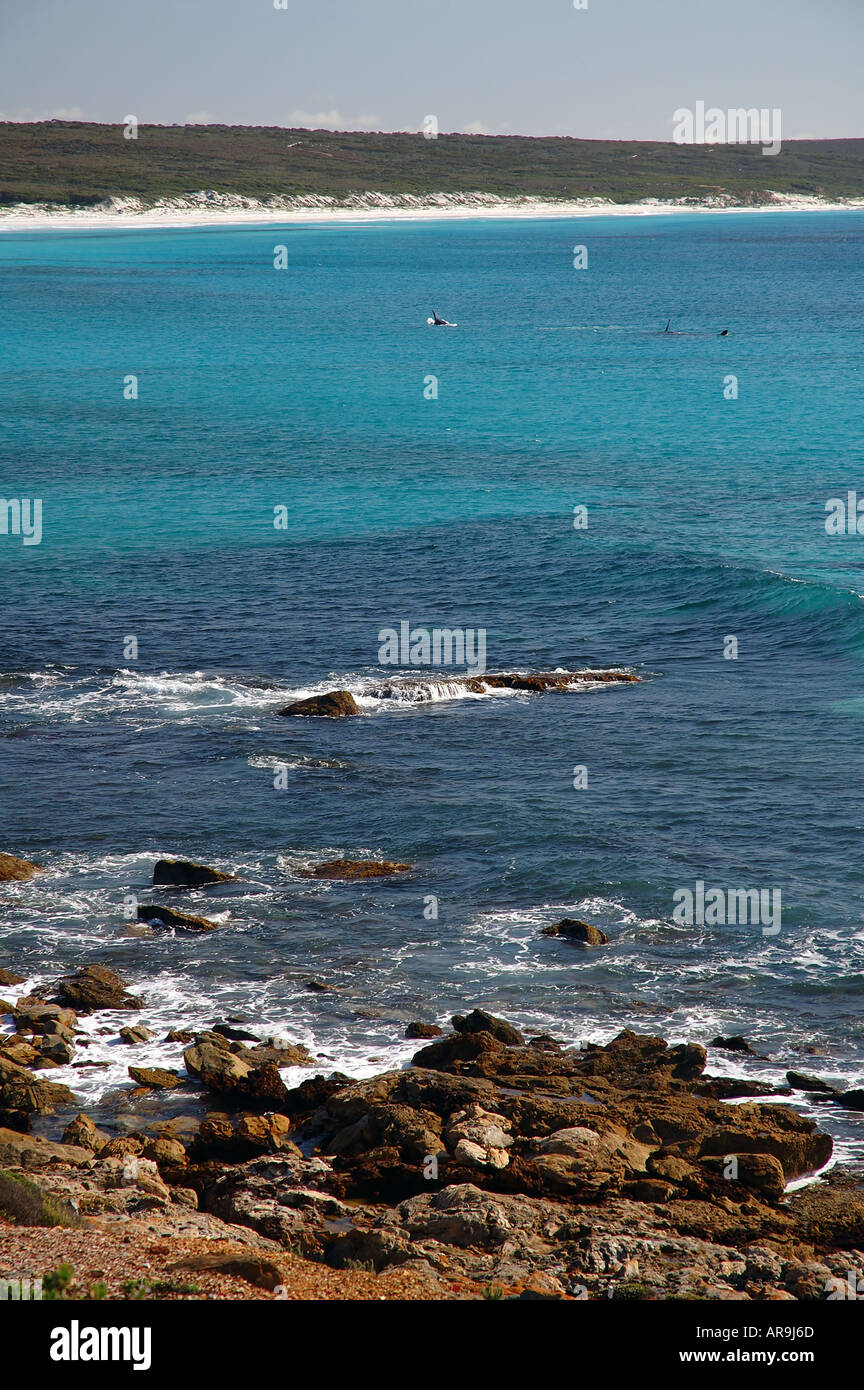 Whale mother and calf frolicking off Point Ann Fitzgerald River ...