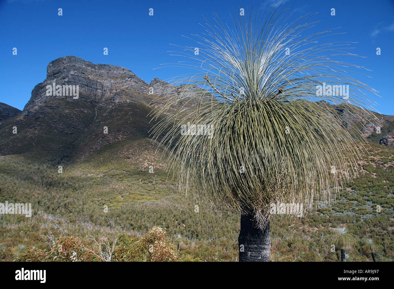 Balga hi-res stock photography and images - Alamy