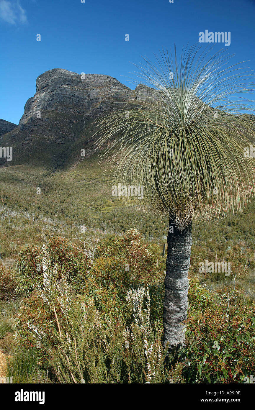 Slender grass tree Kingia australis and Bluff Knoll the highest peak of ...