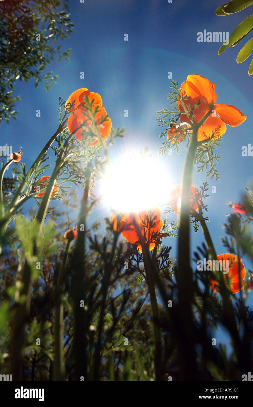 Sunlight allows plants to photosynthesise and grow Stock Photo - Alamy