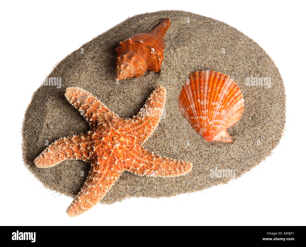Sand dollar silhouette hi-res stock photography and images - Alamy