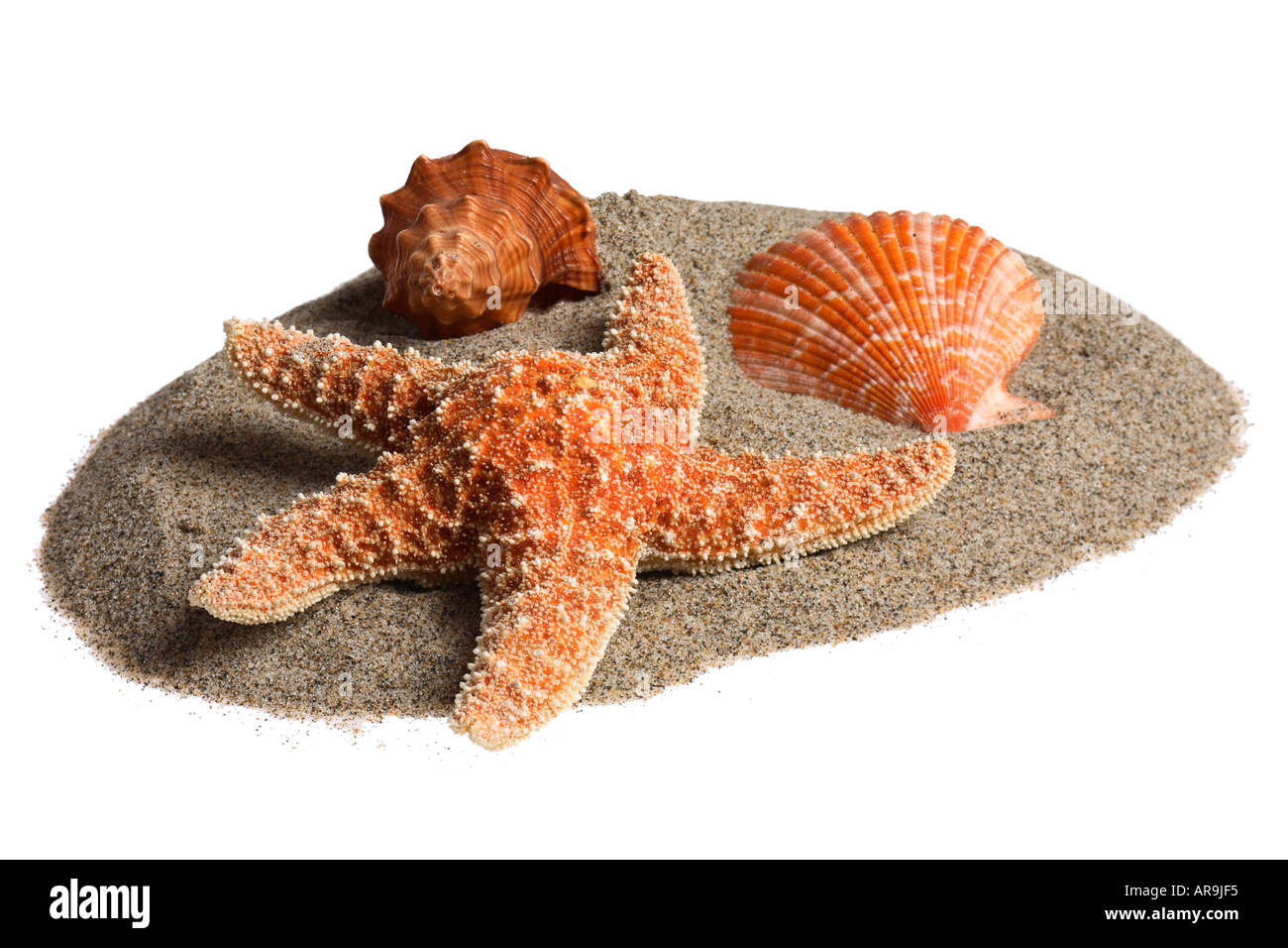 Shell on sand icon Cut Out Stock Images & Pictures - Alamy