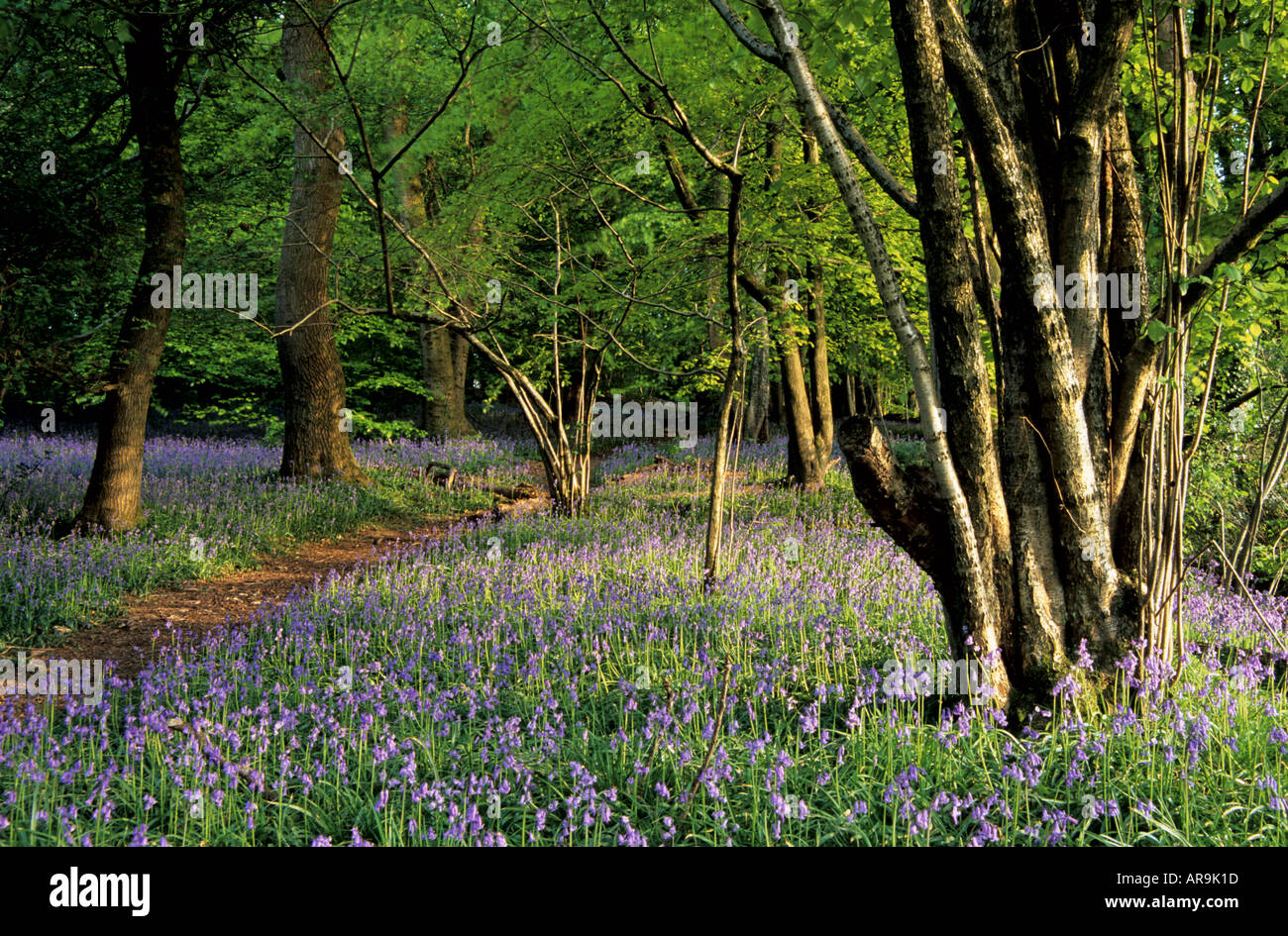 Draethen south wales hi-res stock photography and images - Alamy