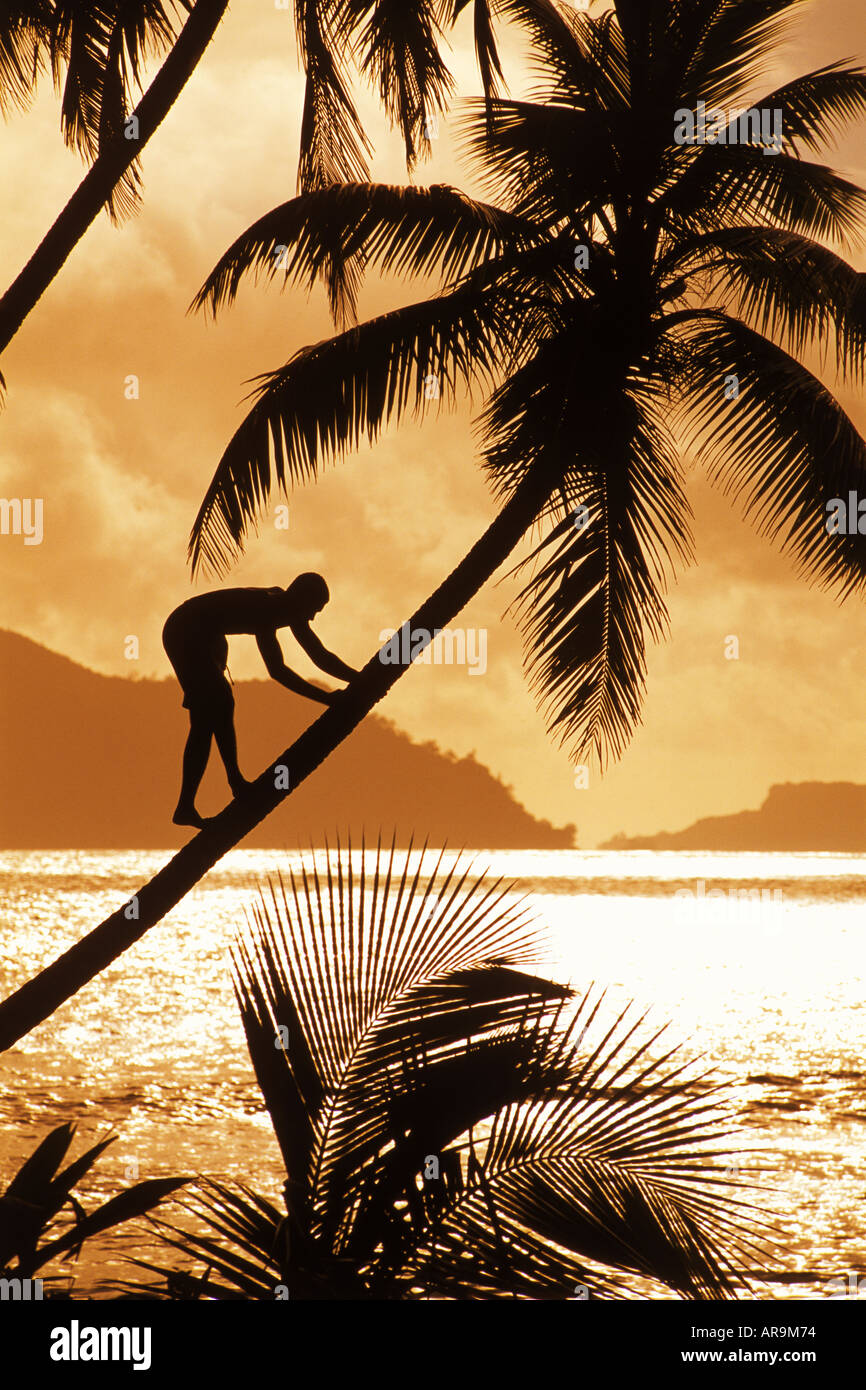 Climbing tall tree hi-res stock photography and images - Alamy