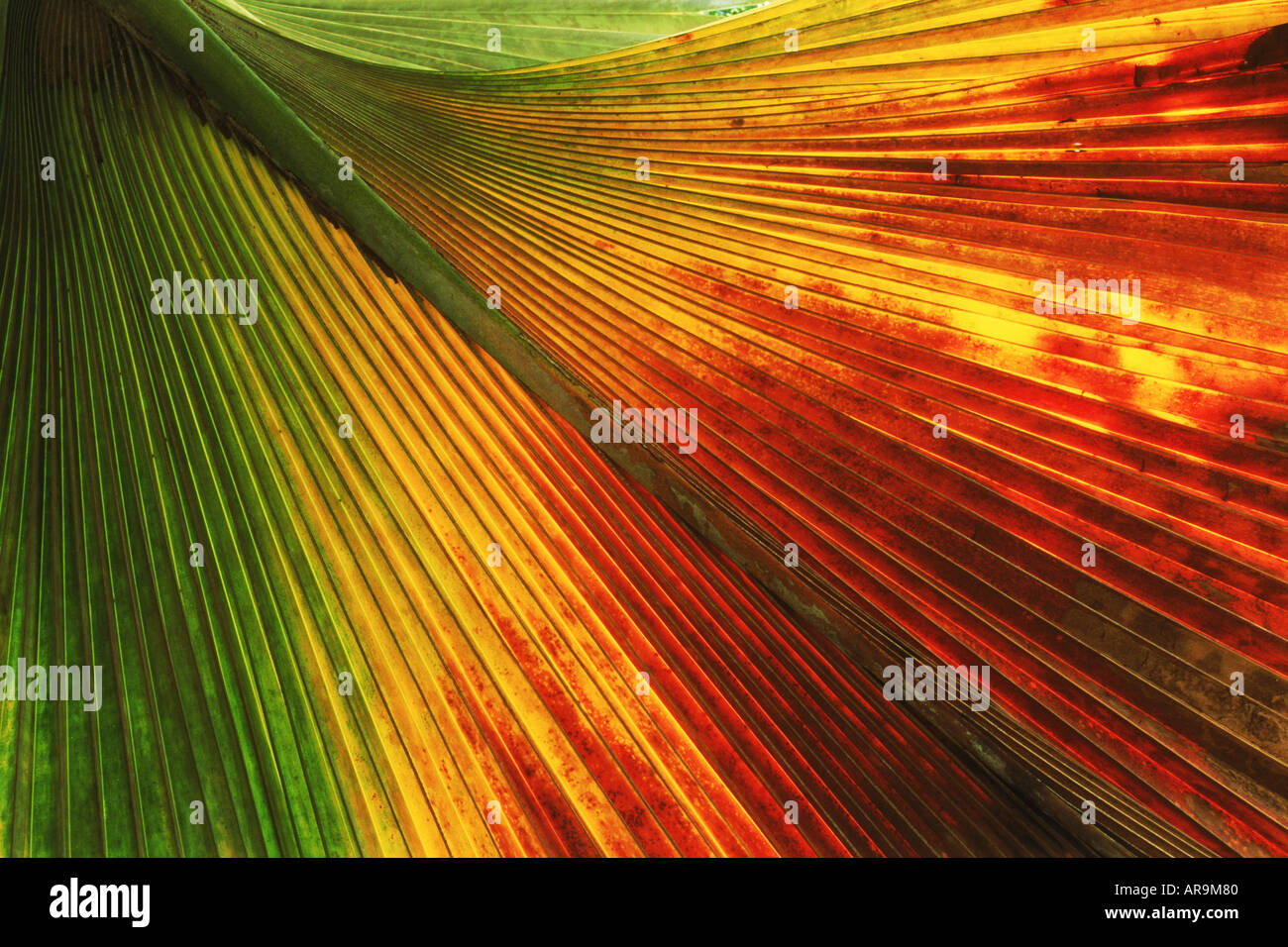 Fan Palm Forest High Resolution Stock Photography and Images - Alamy