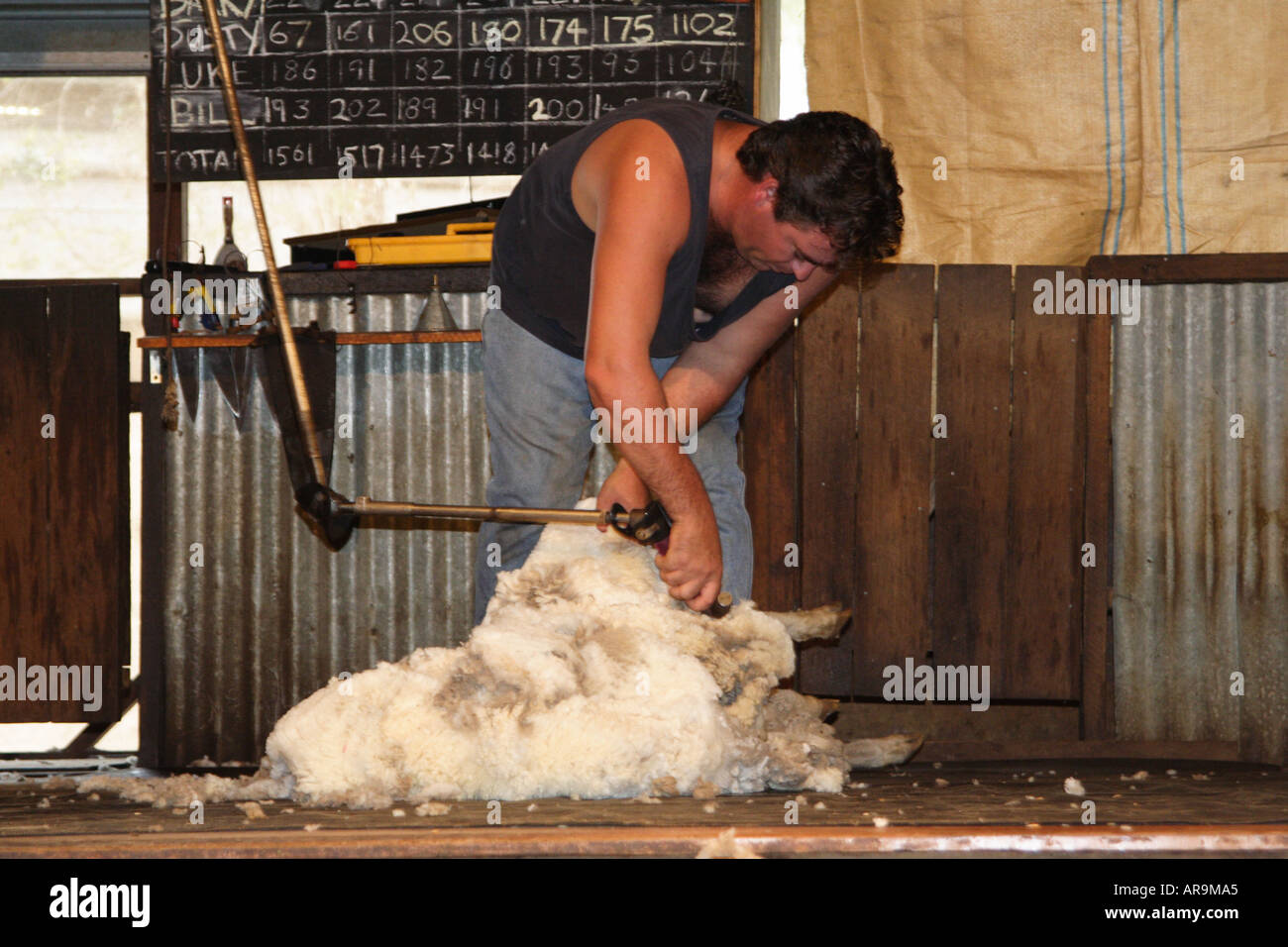 Sheep shearing shearer australia hi-res stock photography and images - Alamy