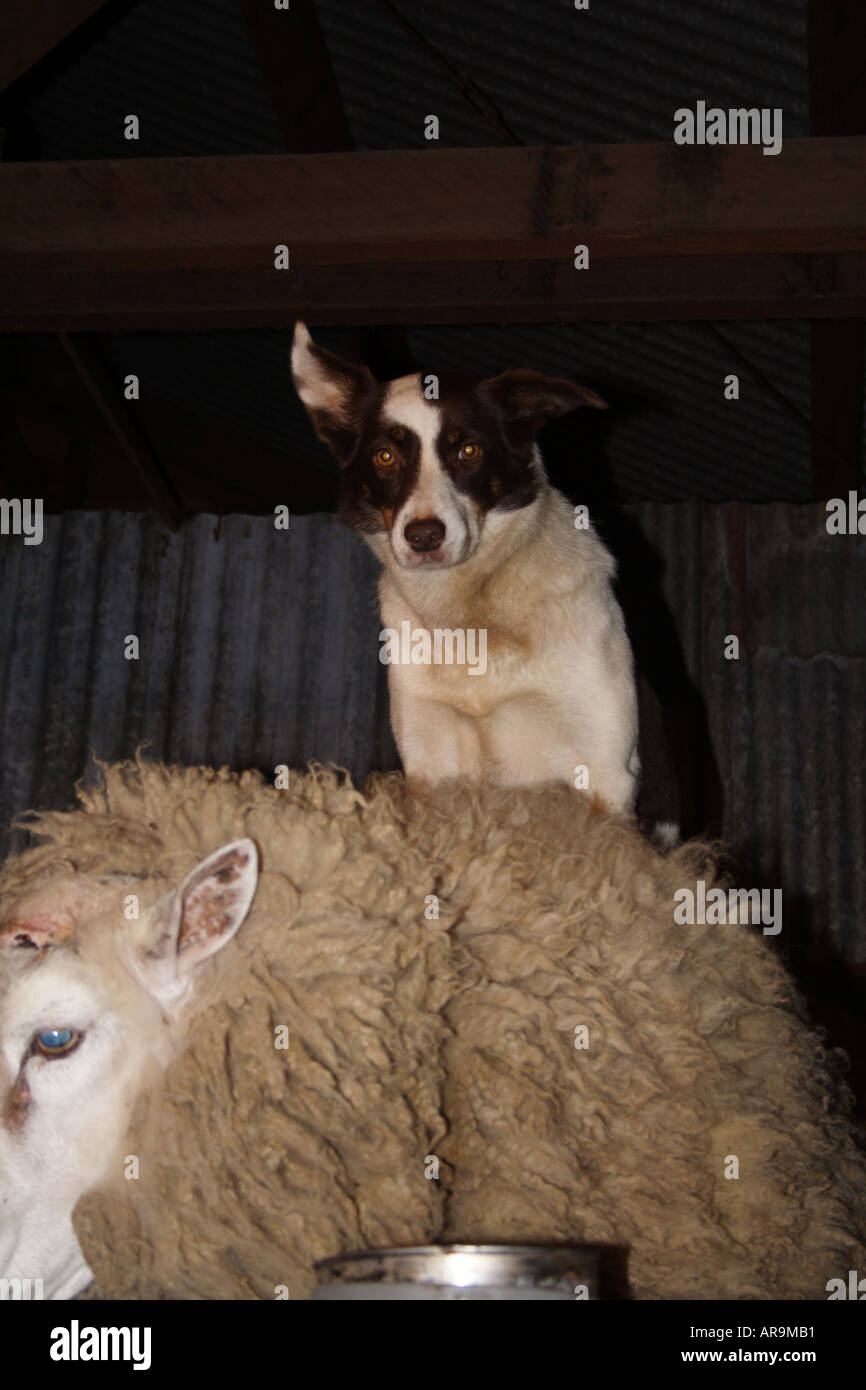 SHEEP DOG WATCHING OVER A STRAY SHEEP Stock Photo - Alamy