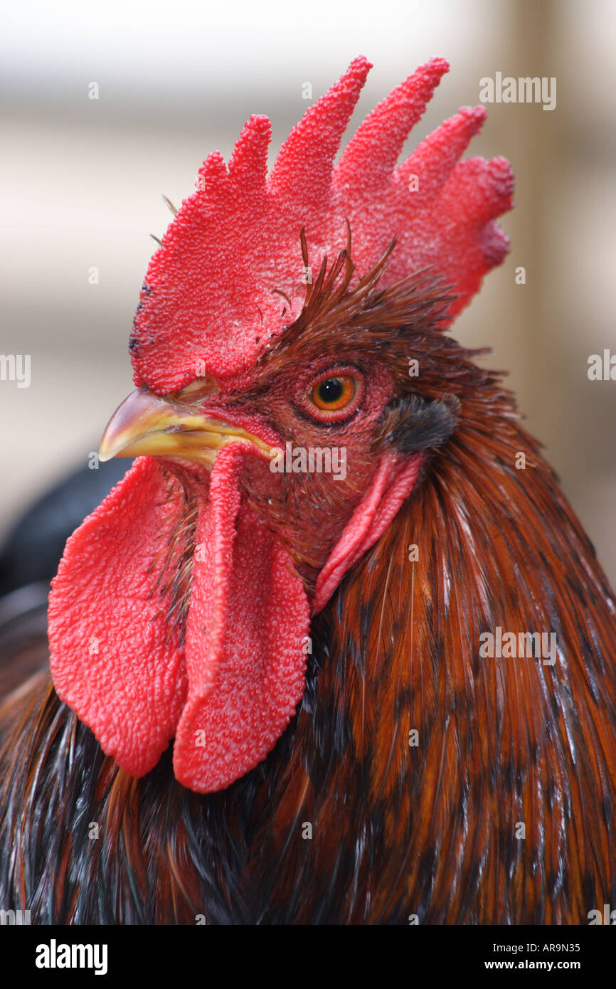 BRIGHTLY COLOURED ROOSTER HEN IN A BARN Stock Photo - Alamy