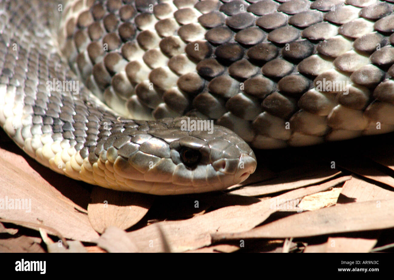 Eastern tiger snake hi-res stock photography and images - Alamy