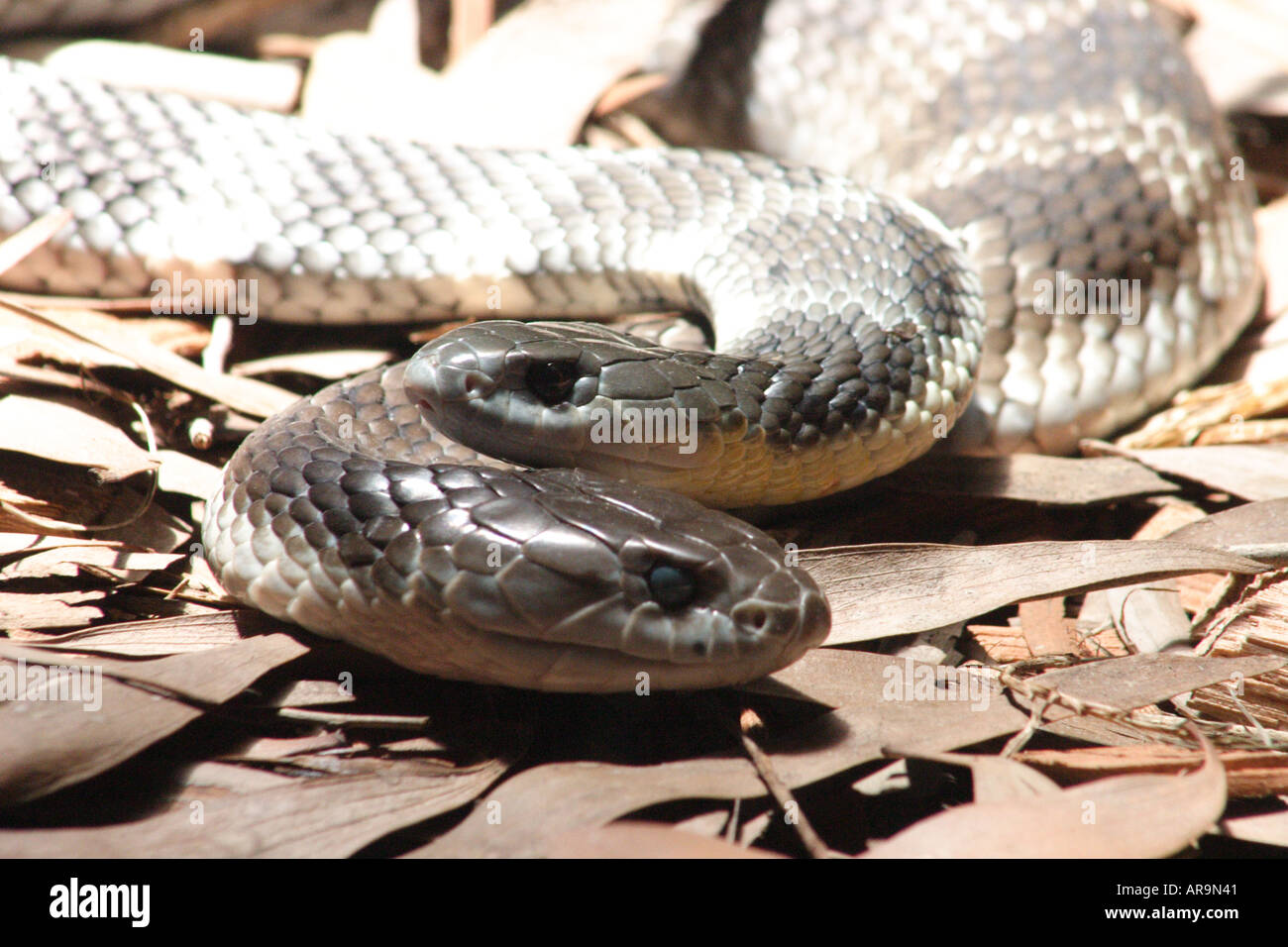 EASTERN TIGER SNAKE NOTECHIS SCUTATUS Stock Photo - Alamy