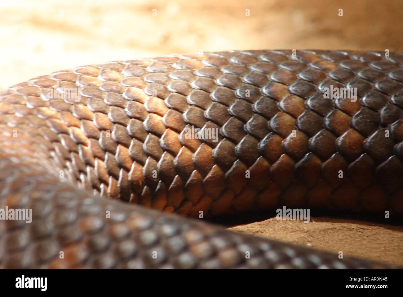 EASTERN TIGER SNAKE NOTECHIS SCUTATUS Stock Photo - Alamy