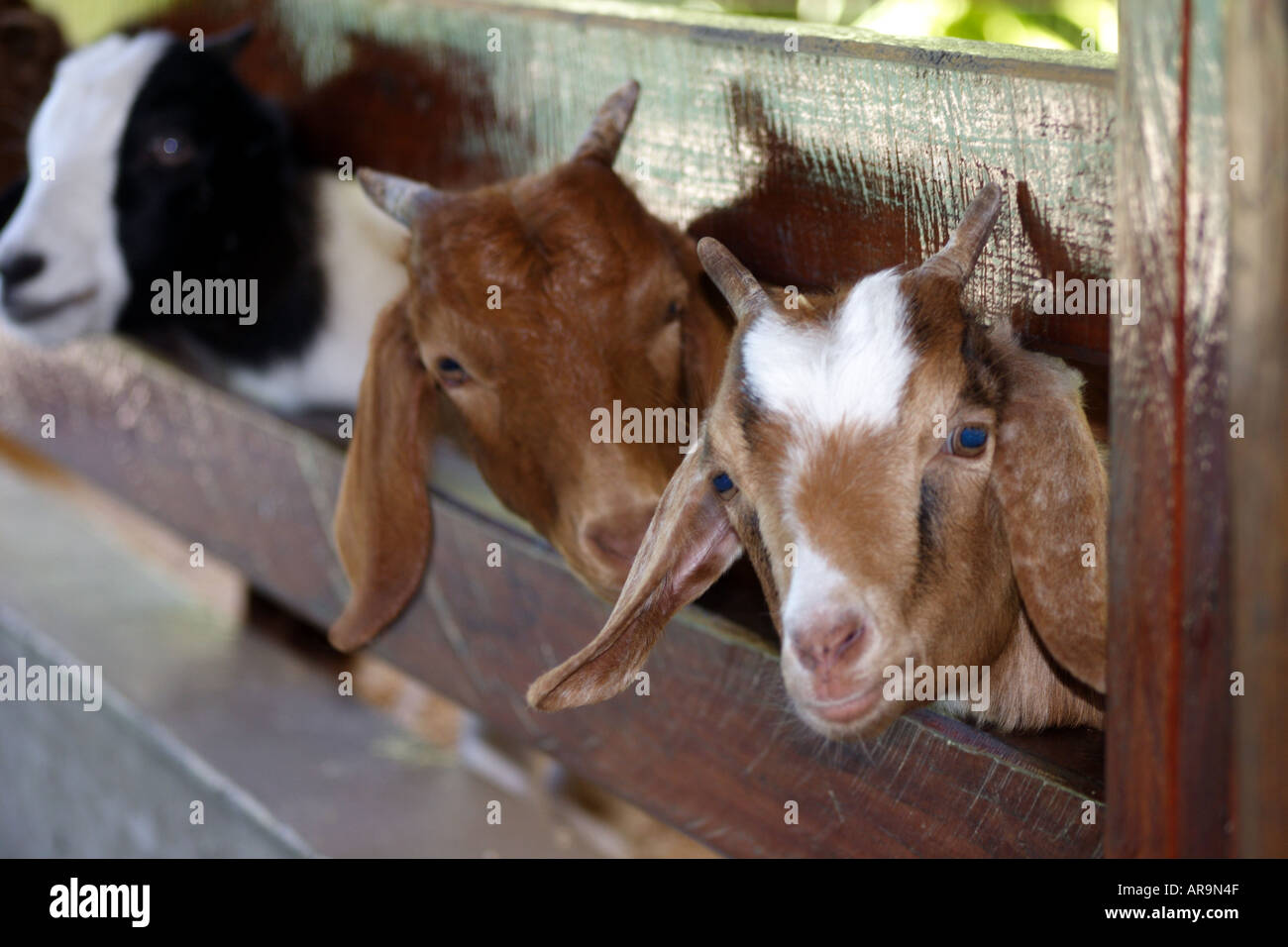 GOATS WITH THEIR HEADS STUCK THROUGH A TIMBER FENCE Stock Photo - Alamy
