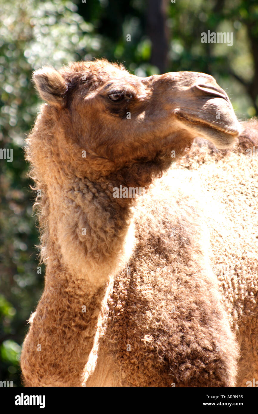CAMEL LOOKING SIDEWAYS Stock Photo - Alamy