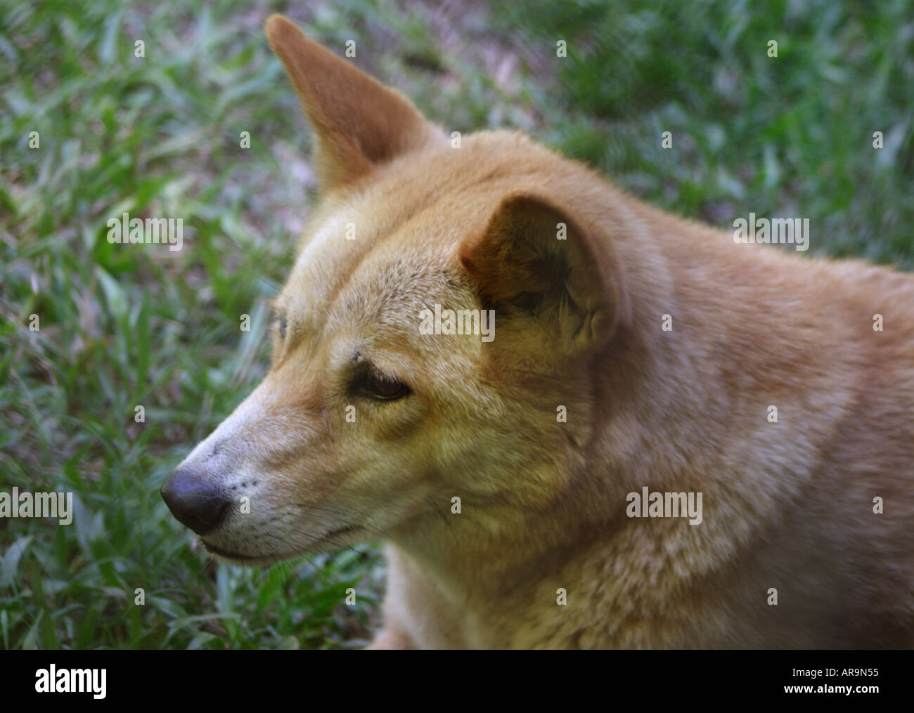 Dingo cross hi-res stock photography and images - Alamy