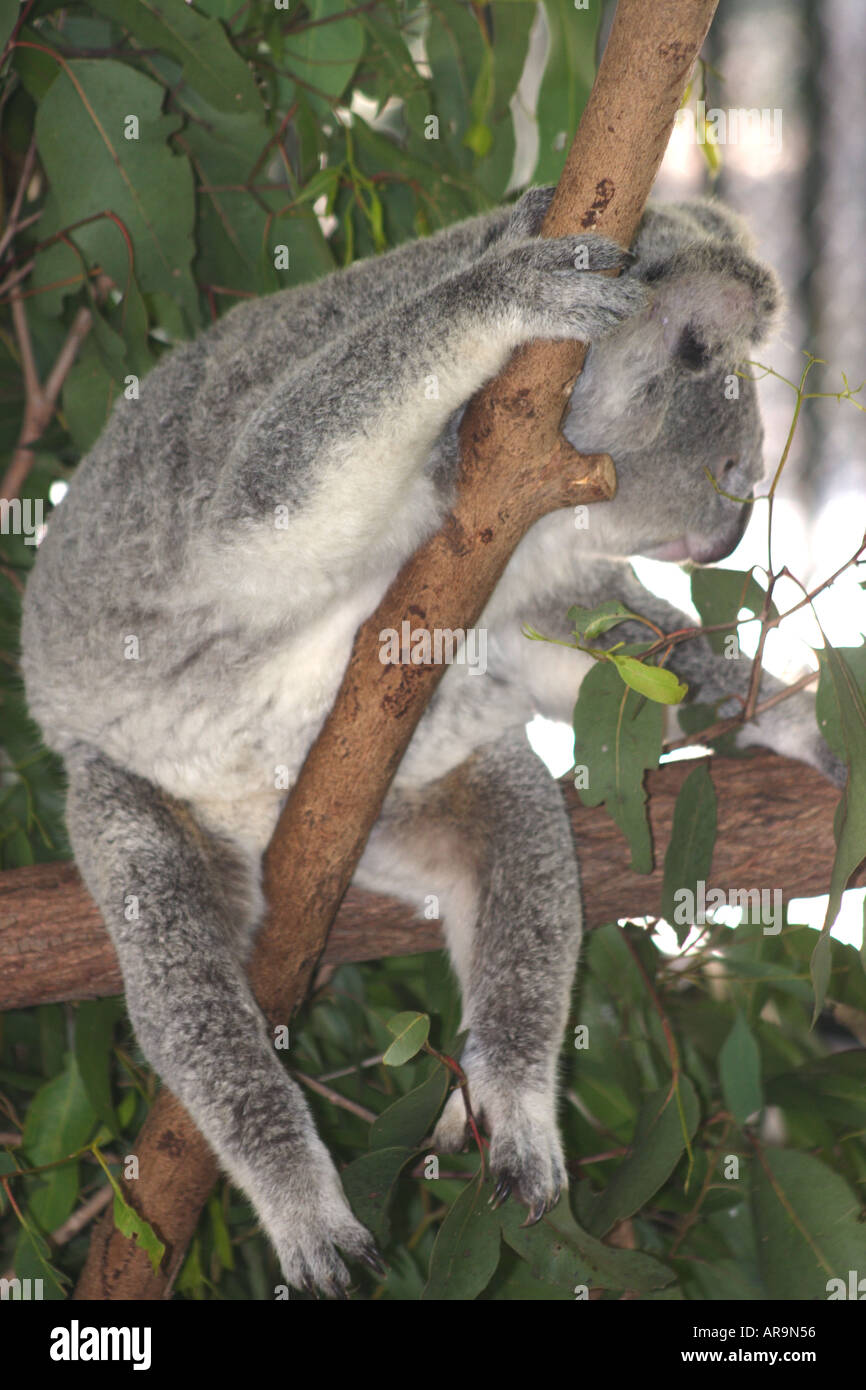 KOALA BEAR HANGING IN A TREE Stock Photo - Alamy