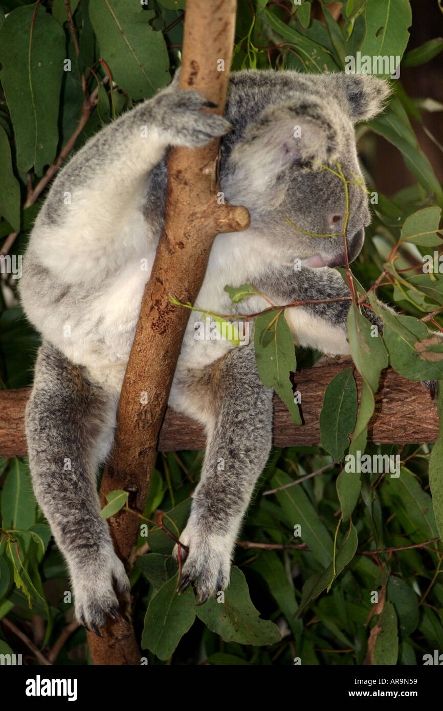 KOALA BEAR HANGING IN A TREE Stock Photo - Alamy